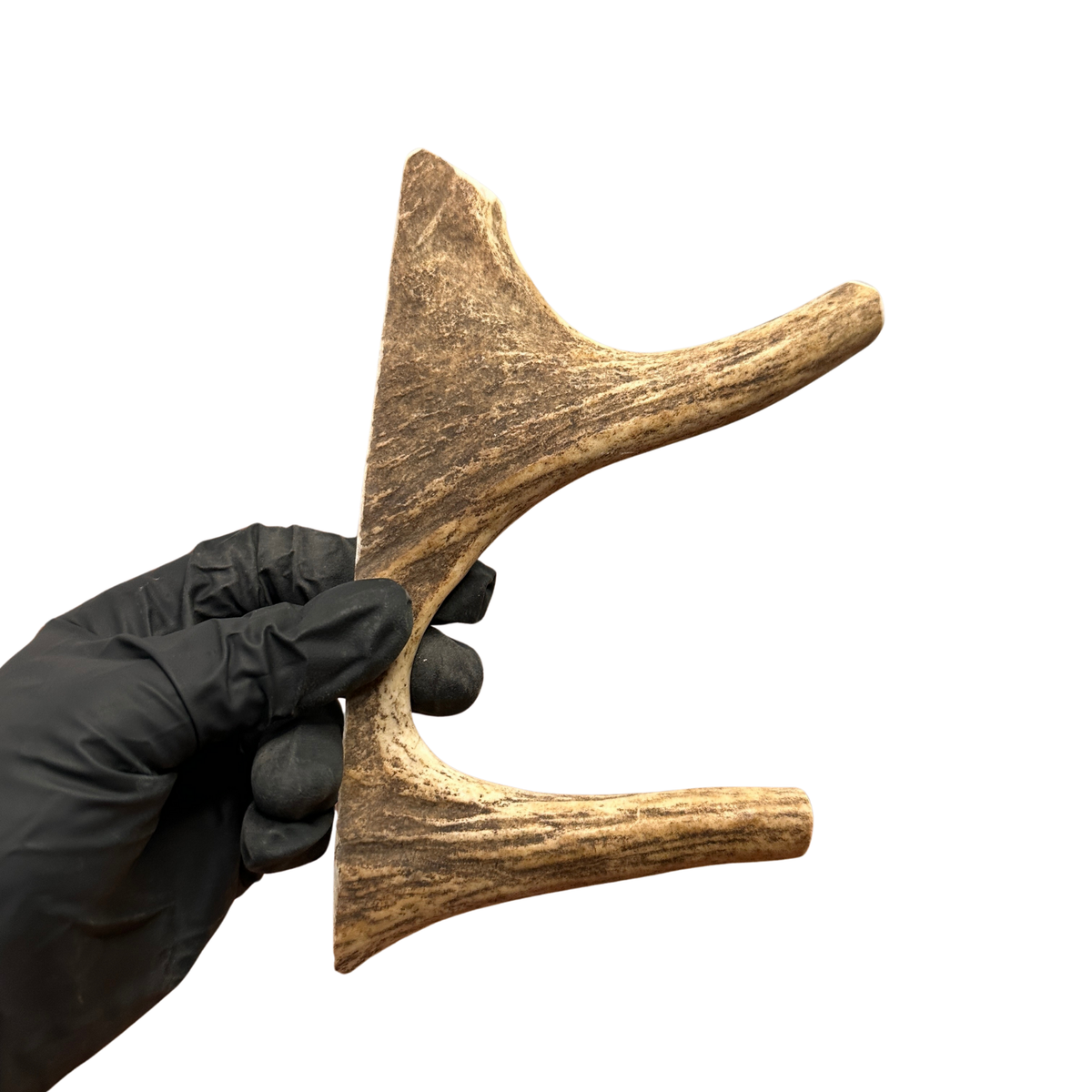 Moose Tine (Medium-high Density) – Chewy Pawz