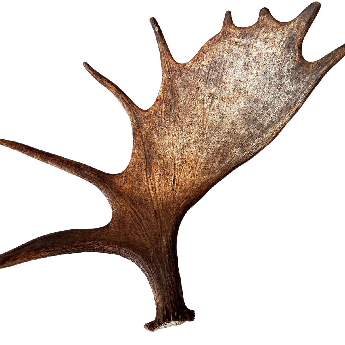 Whole Moose Antlers (Full Moose Antlers) | Chewy Pawz | Premium Long ...