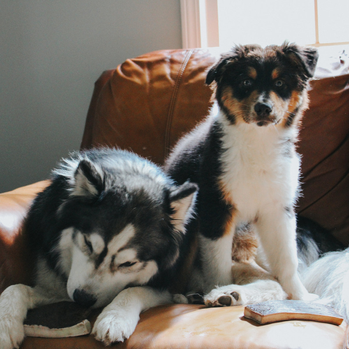 All Natural Dog Chews & Treats | Chewy Pawz | Antlers & Dehydrated