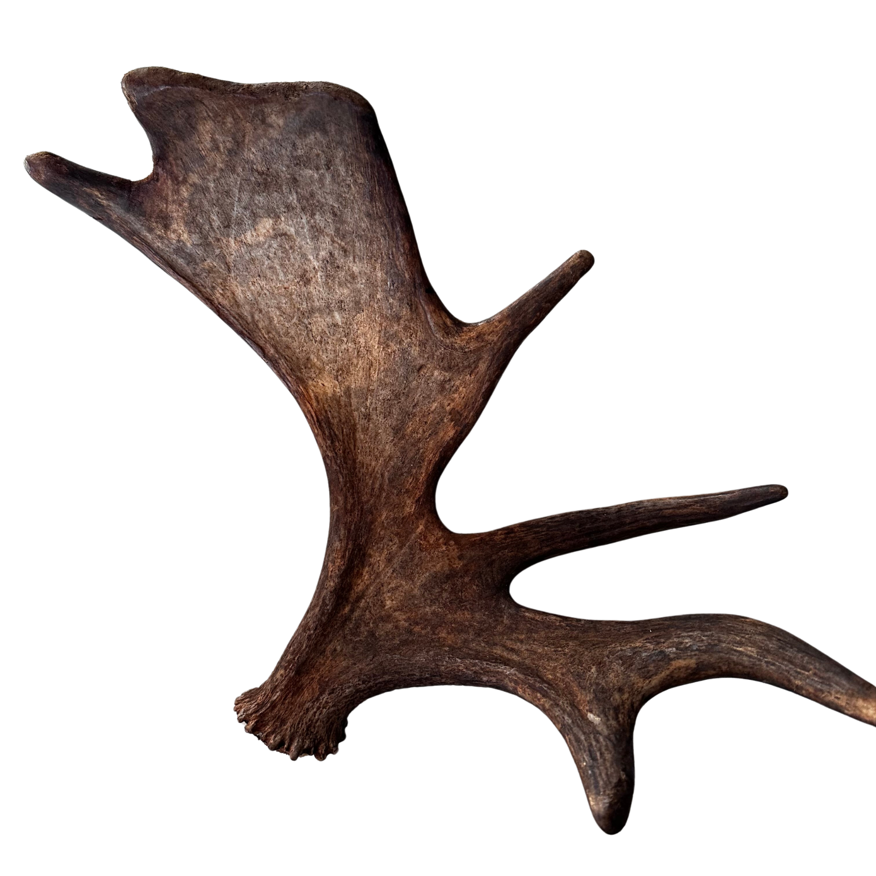 Large Whole Moose Antler – Chewy Pawz
