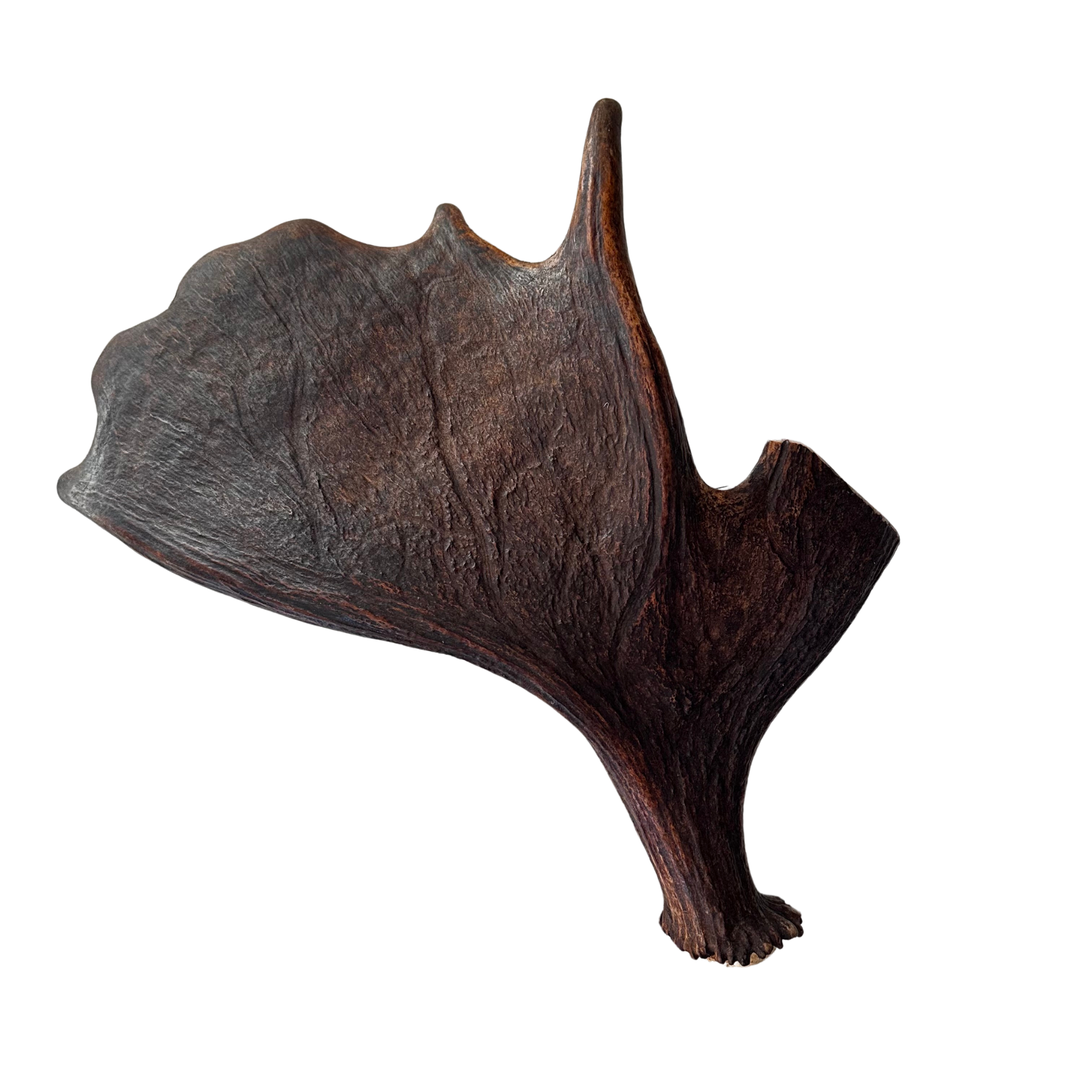 Large Whole Moose Antler – Chewy Pawz