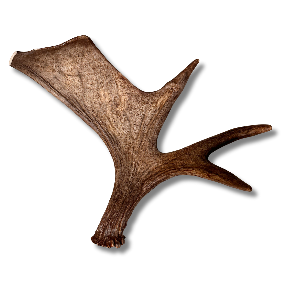 Medium Whole Moose Antler (no burr) – Chewy Pawz