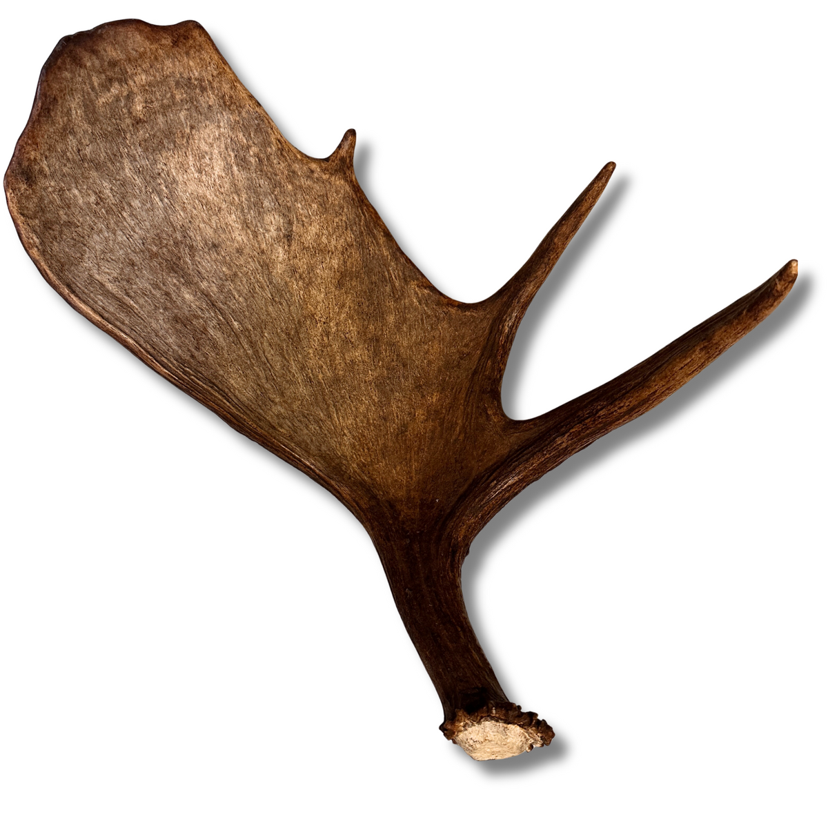 XL Whole Moose Antler – Chewy Pawz