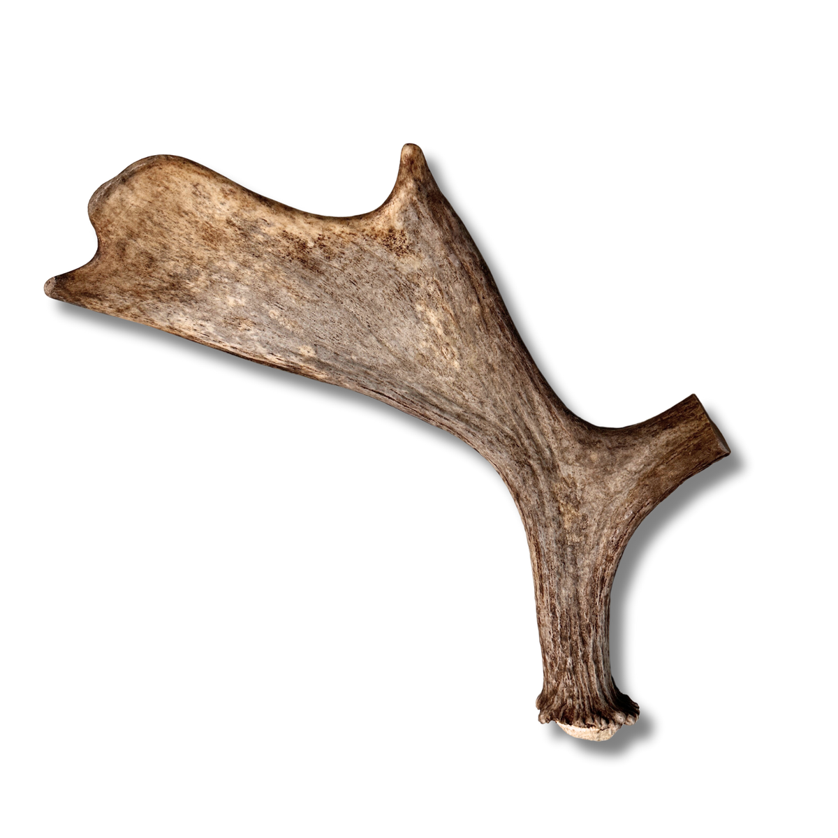 Large Whole Moose Antler – Chewy Pawz