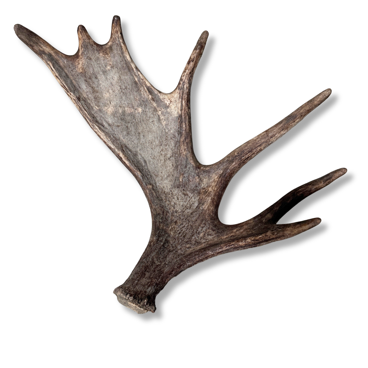 Large Whole Moose Antler – Chewy Pawz