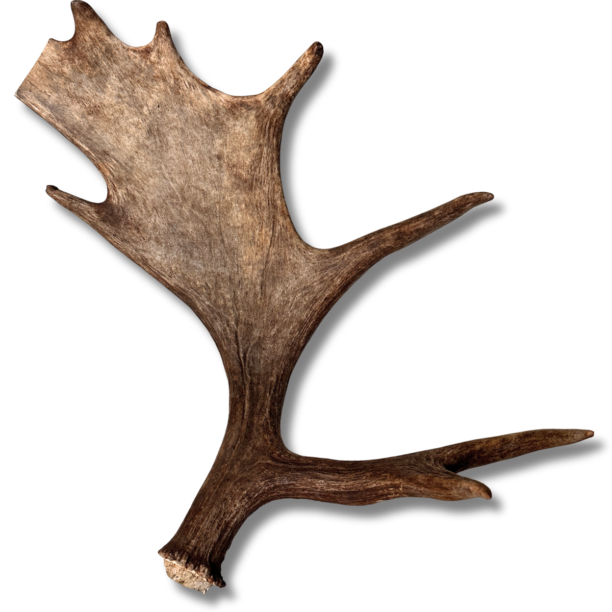 XXL Whole Moose Antler – Chewy Pawz