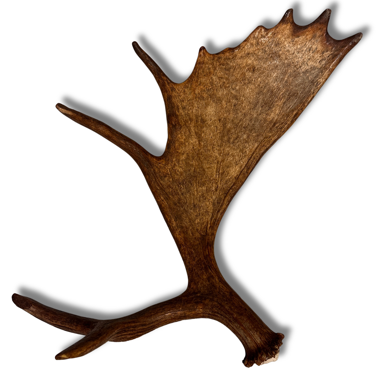 XL Whole Moose Antler – Chewy Pawz