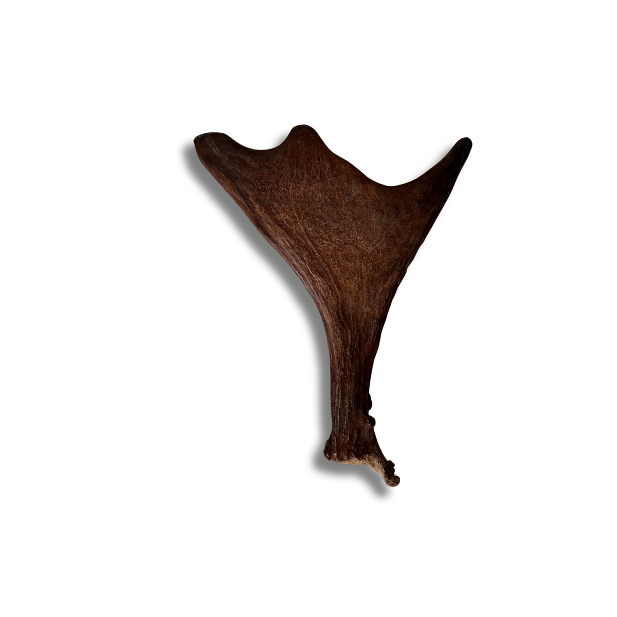 Small Whole Moose Antler – Chewy Pawz