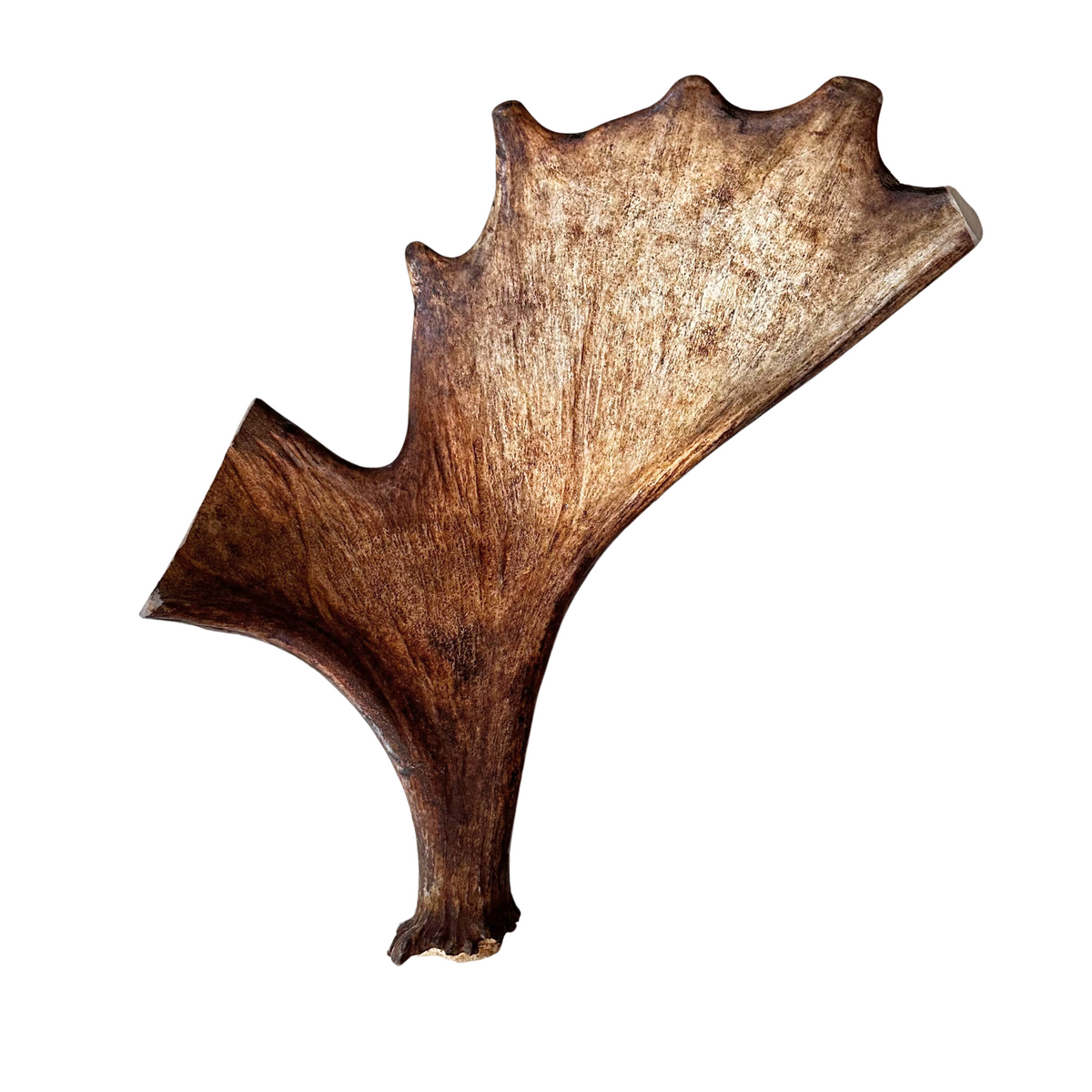 Whole Young Moose – Chewy Pawz