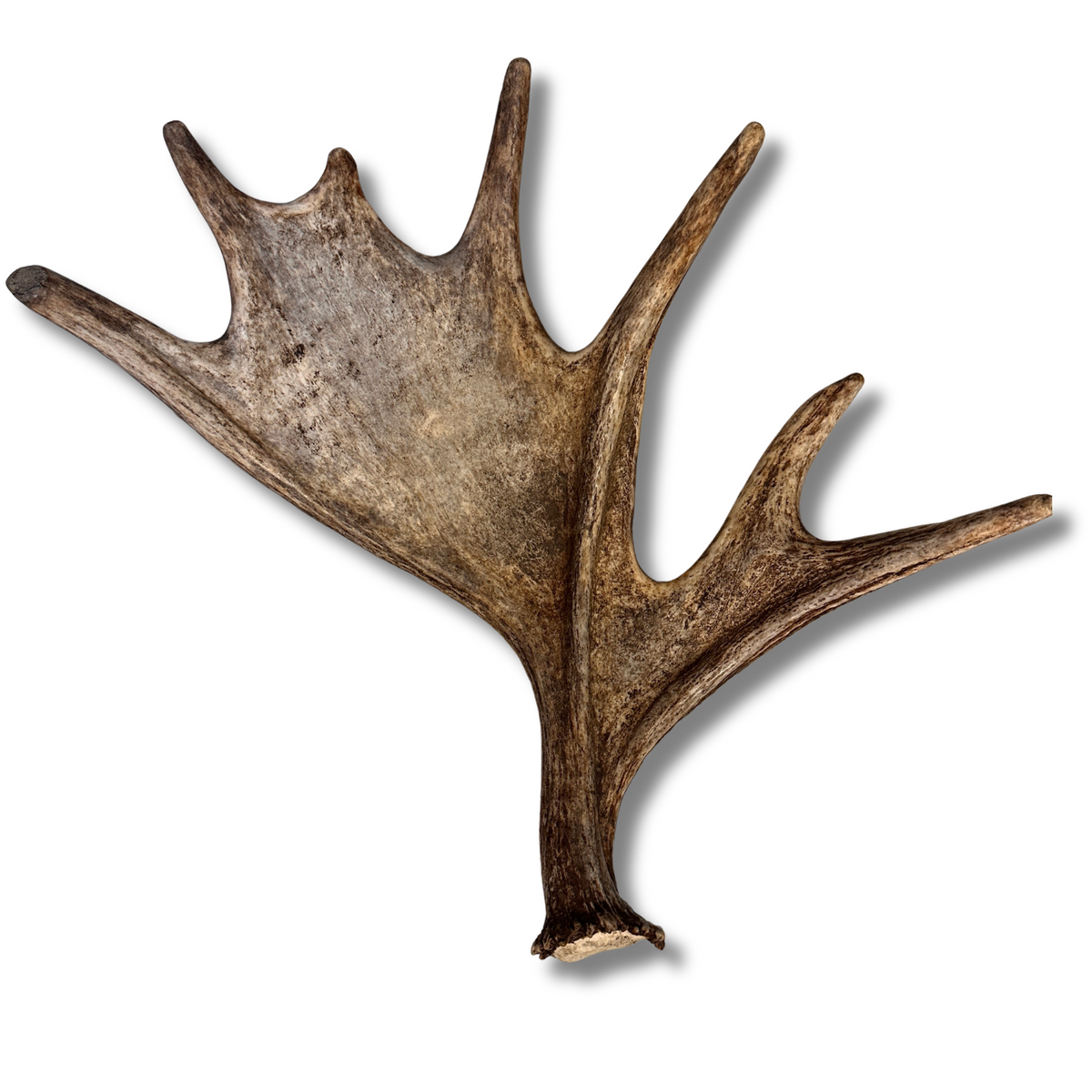 XL Whole Moose Antler – Chewy Pawz